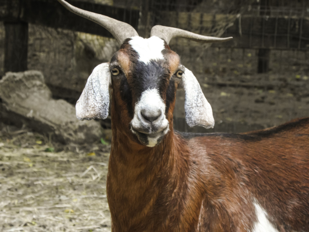 “I’ve Got My Goat” – Caribbean People in South Florida Maintain a ...